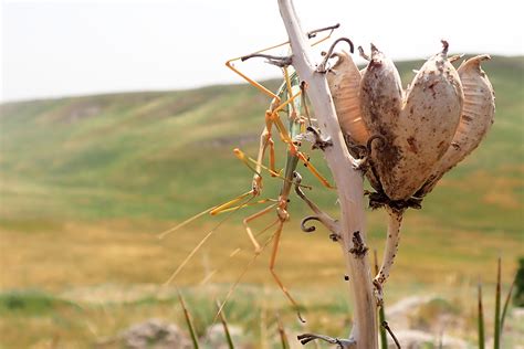 Leave The Leaves These Invertebrates Depend On It Xerces Society