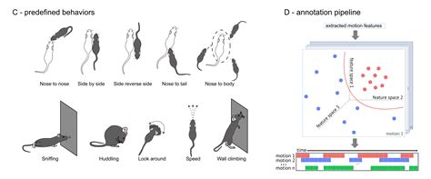 Supervised Annotation In DeepOF Search For Pre Established Patterns