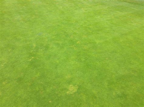 Summer Patch Socal Pace Turf Photo Gallery