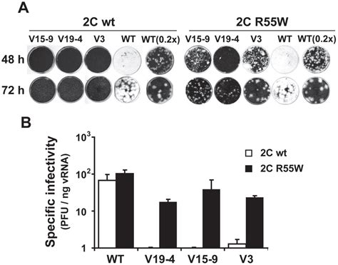 Restoration Of The Plaqueforming Phenotype In Fmdv Mutants By