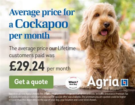 Cockapoo Sale Idle West Yorkshire Cockapoo Puppies