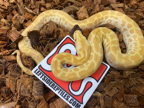 Hypo Albino Het Patternless Granite Burmese Python By Leftside Reptiles Morphmarket