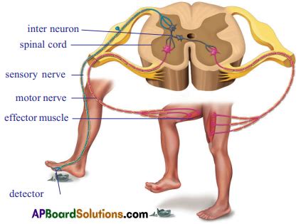 TS Th Class Biology Important Questions Th Lesson Coordination AP Board Solutions