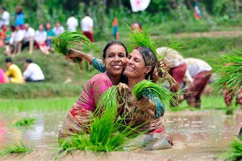 Rice Planting In Nepal