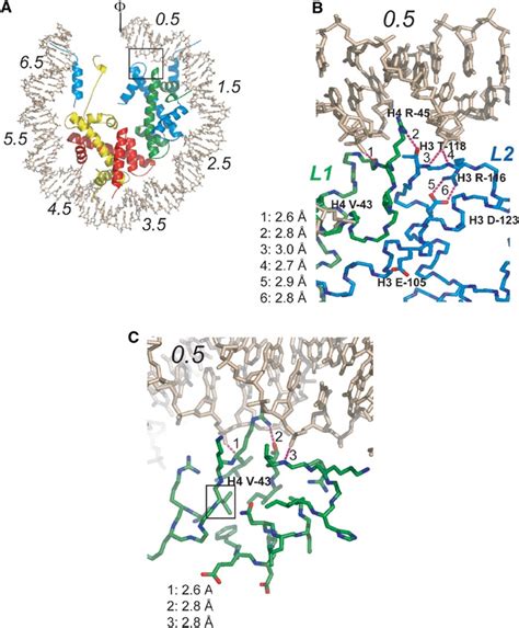 Location And Structural Context Of Histone Sin Mutants A Overview Of