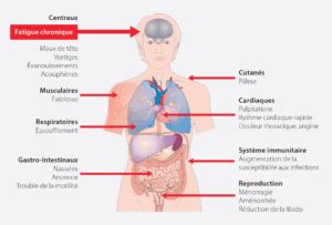 Carence en Fer Anémie Risques Symptômes Diagnostic et Causes de