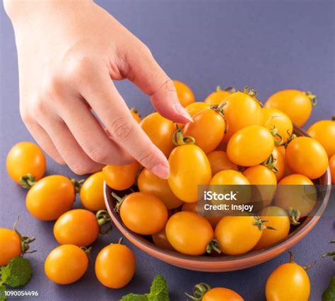 젊은 여자와 나무 그릇에 신선한 체리 토마토는 파란색 배경에 고립 된 손으로 그들을 따기 클로즈업 공간 복사 가위에 대한 스톡