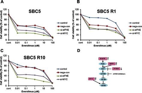 Control Of The Myc Eif4e Axis Plus Mtor Inhibitor Treatment In Small Cell Lung Cancer Pmc