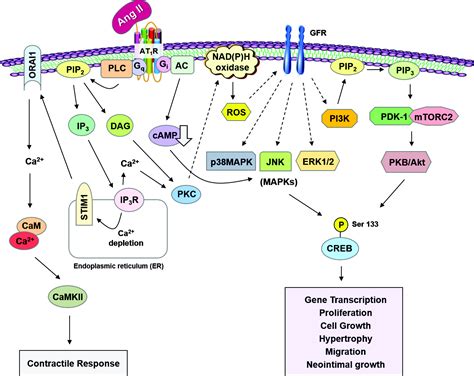 Signal Transduction Pathways Modulating Creb Expressi
