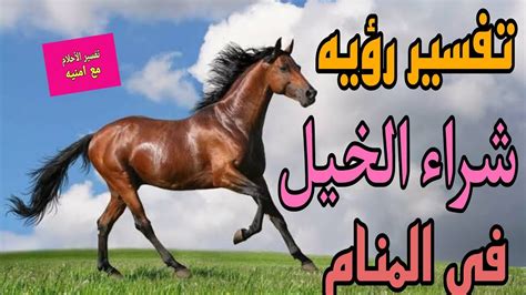 تفسير رؤيه شراء الخيل الحصان في المنام للعزباء والمتزوجه والمطلقة