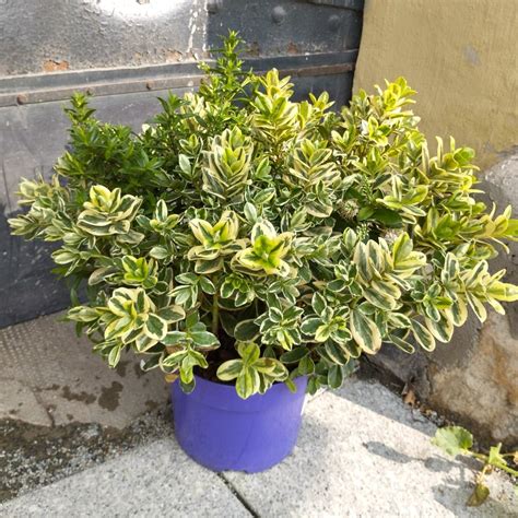 Hebe La Ghiveci Pepiniera Sosa