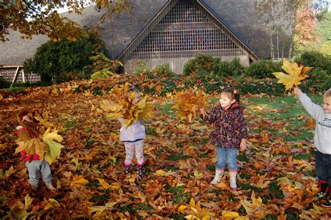 Henle House Chronicles Giant Maple Tree