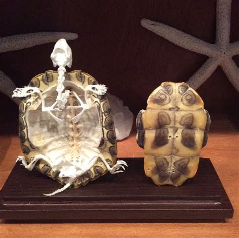 Articulated Turtle Skeleton Natural Shell Curious Nature Fossiles