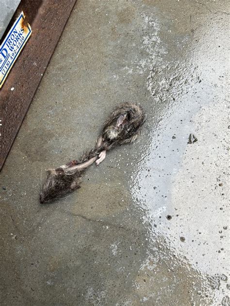 Rat Ouroborus R Whatisthisoccultthing