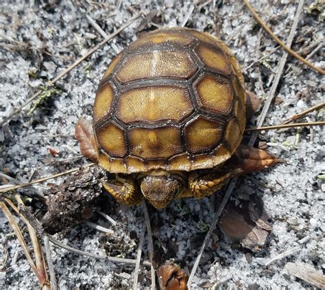 Celebrate A Keystone Species Make Your Yard Gopher Tortoise Friendly Ufifas Extension Celebrate A Keystone Species Make Your Yard Gopher Tortoise Friendly Ufifas Extension