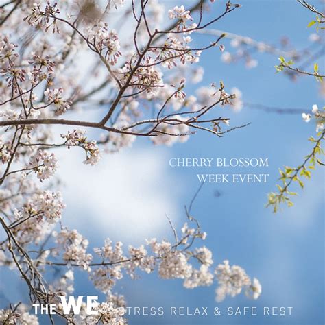 헬스리조트 위we호텔제주 ⠀ ⠀ 벚꽃 주간 이벤트🌸 ⠀ 벚꽃으로 가득한 We호텔제주에서 로맨틱한 추억을 만들어보세요