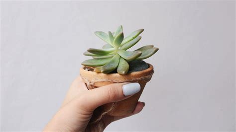 Evde aloe vera kremi nasıl yapılır