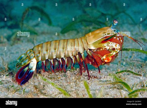 Peacock Mantis Shrimp Odontodactylus Scyllarus Ari Atoll Maldives