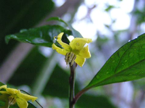 Lysimachia Primulaceae