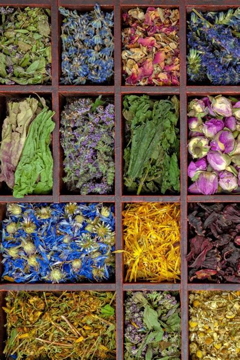How to Create a Tea Garden | Herbal tea garden, Garden plants, Growing ...