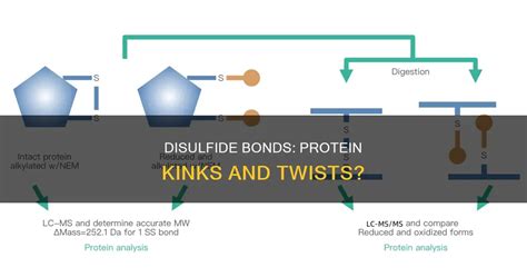 Disulfide Bonds Protein Kinks And Twists Medshun