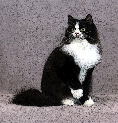 Порода кошек черно белого окраса картинки и фото Koshka Top