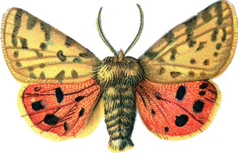 Download Tiera Clipart Clipartkey