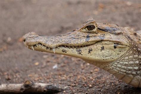 10 Facts About Ecosystems 10 Facts About Almost Everything