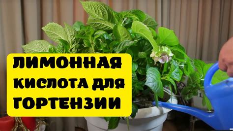 лимонная кислота для гортензии и она зацветет даже зимой без фитолампы ...