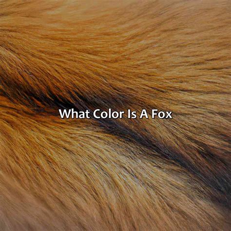 What Color Is A Fox