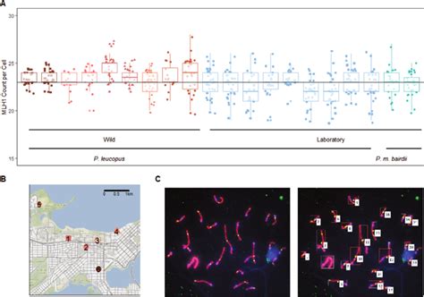 白足小鼠全基因组重组率的保守 Heredity X Mol