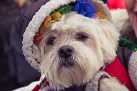 De ce apare obsesia stăpânilor pentru animalele lor de companie