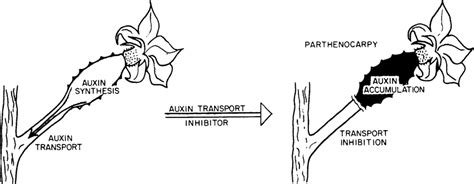 Hypothesis For Parthenocarpy Induction In Cucumber By Auxin Transport
