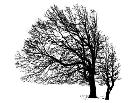 50000 Tree Silhouette Illustrations And Drawings Pixabay