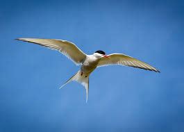 Birds Object Detection Dataset And Pre Trained Model By Birds