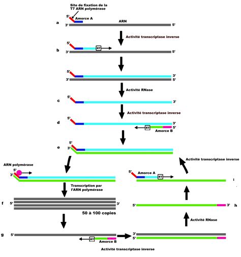 Amplification In Bio At Michael Siddons Blog