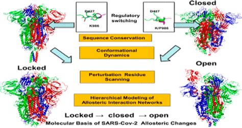 分子模拟和网络建模揭示了 Sars Cov 2 刺突蛋白中的变构信号传导journal Of Proteome Research X Mol