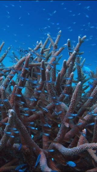 海水鱼壁纸 海水鱼手机壁纸 海水鱼手机动态壁纸 元气壁纸