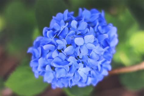 日の丸構図 がピッタリの大きく立派な青い紫陽花（あじさい）の画像｜おしゃれなフリー写真素材：girly Drop