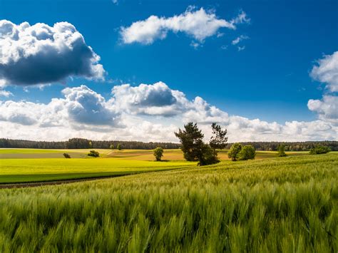 Green Grass Field At Day Time Hd Wallpaper Wallpaper Flare