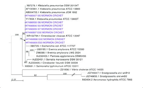 Maximum Likelihood Estimation Of Phylogenetic Relationships Among