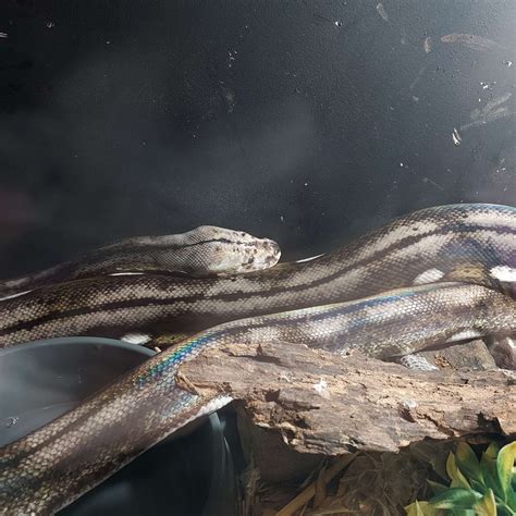 Morph Id For This Retic Reticulated Pythons Morphmarket Reptile