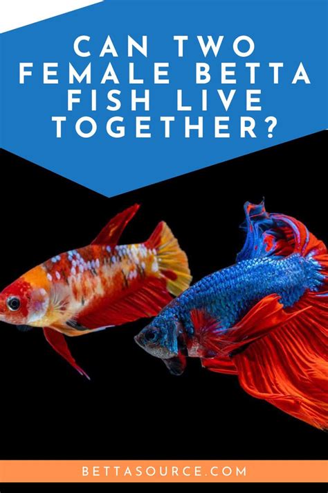 The Delicate Dance Of Betta Fish Exploring The Harmony Of Two Females