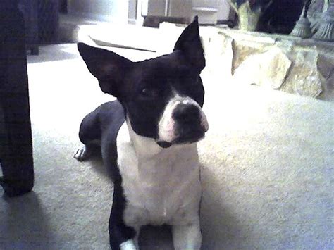 Bojack Boston Terrier Jack Russell Mix This Is A Great Mix Of Two Good Breeds Very