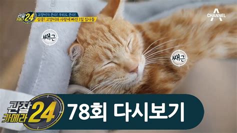 101마리 고양이를 볼 수 있는 고양이 카페 고양이와 사랑에 빠진 일일 집사들♥ L 관찰카메라 24 78회 다시보기 Youtube