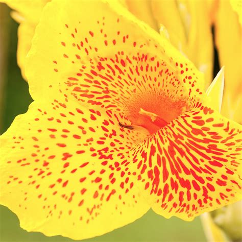 Canna - Golden Lucifer – Plantcetera