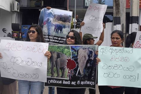 In Pix Activists Protest Against Killing Of Elephants Timesonline