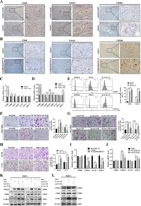 Circsmarcc1 Promotes M2 Macrophage Polarization And Recruitment Via The
