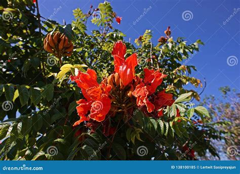African Tulip Tree Or Fire Bell Colorful Flower Plant Stock Image