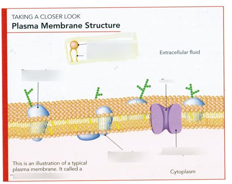 Plasma Membrane Structure Diagram Quizlet